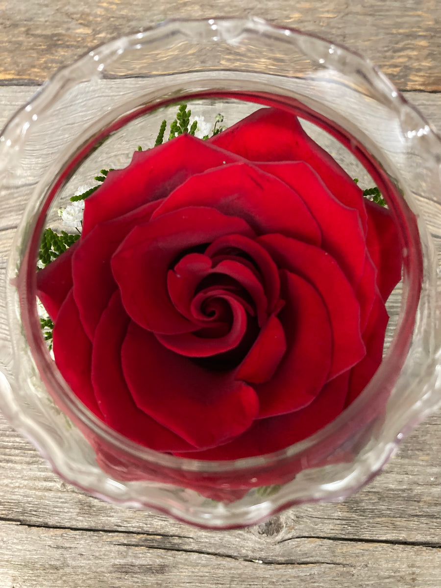 Classic Red Rose Bowl – Generations flowers & gifts